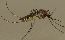 adult-mosquito-image | Bannock County